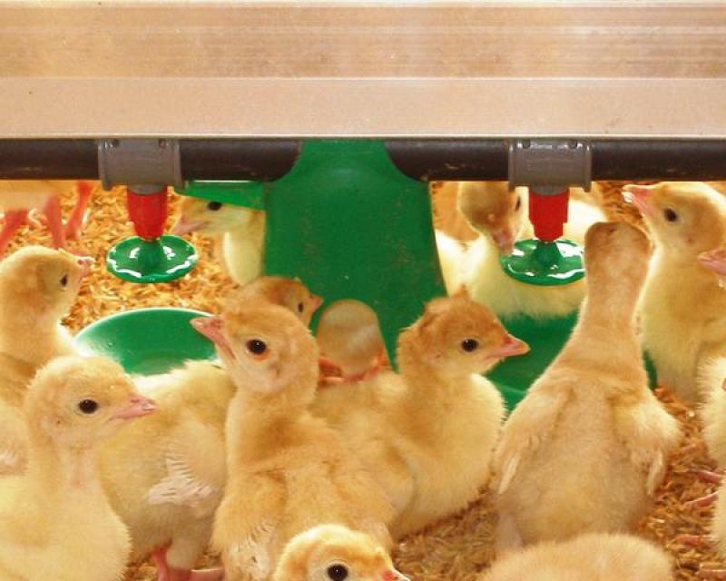 Drinking Systems For Turkeys - Chore-Time