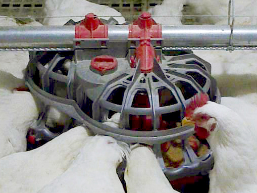 Feeding Systems For Breeders - Chore-Time