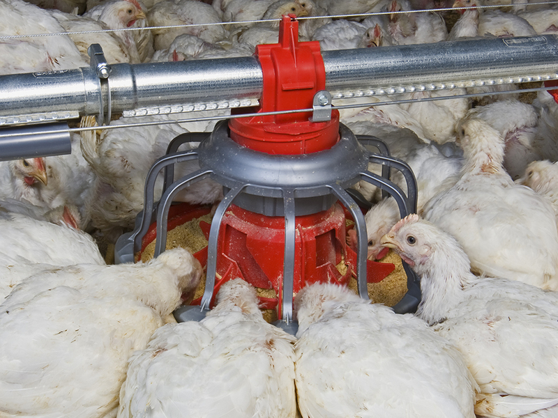 Feeding Systems For Broilers - Chore-Time