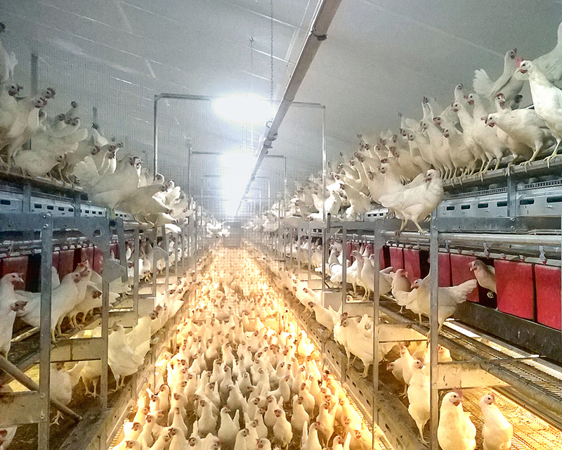 Egg Production - Chore-Time