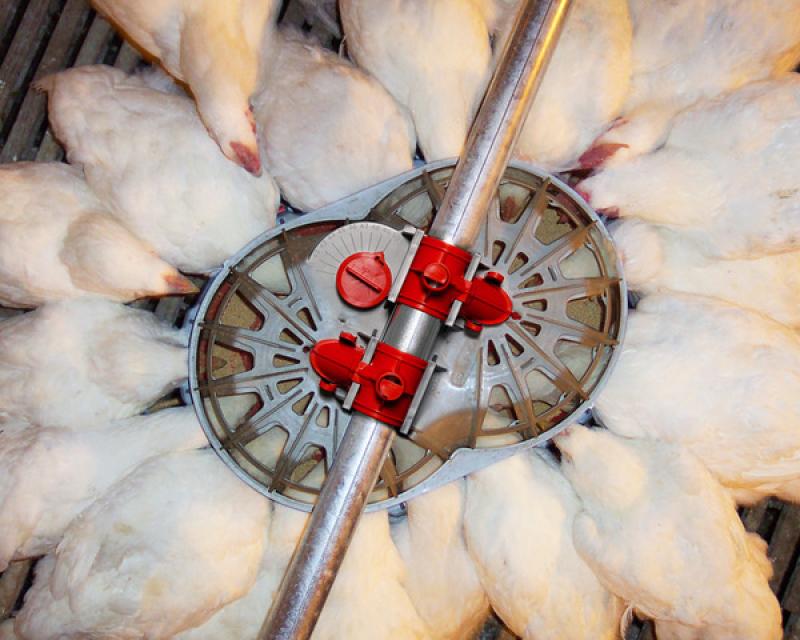 Breeders - Chore-Time