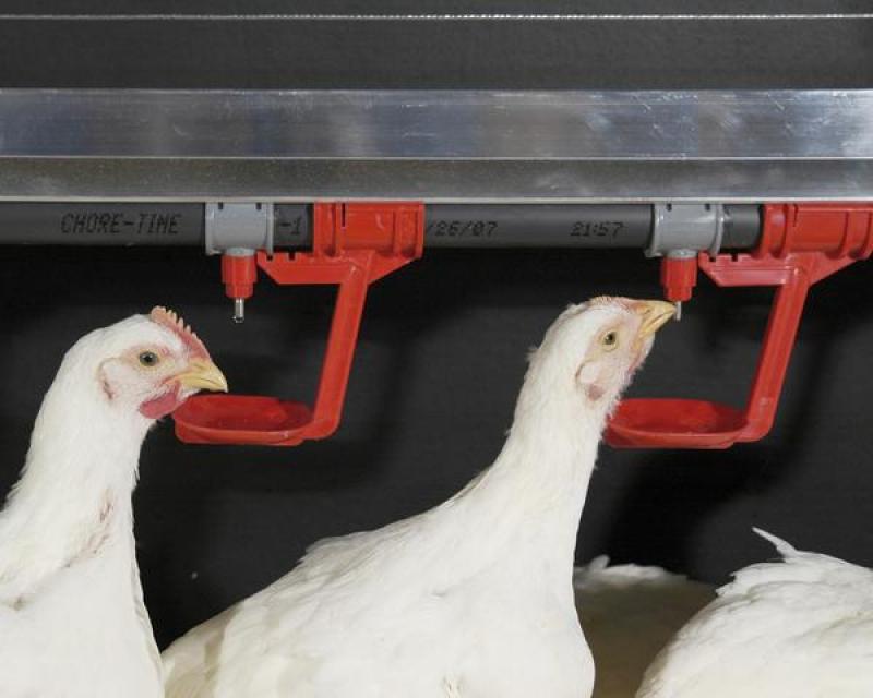 Nipple Drinkers for Breeders - Chore-Time